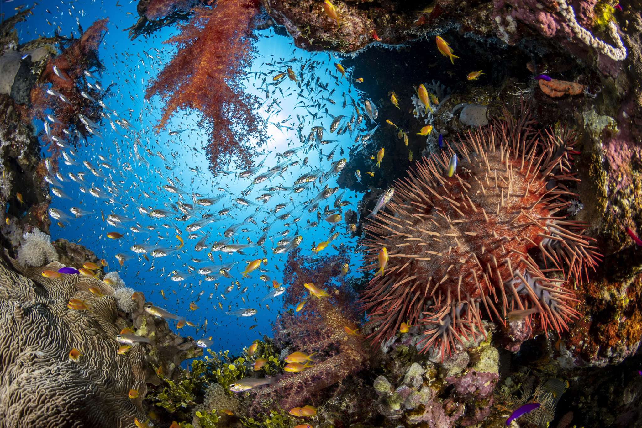 June's Charity: Coral Reef Alliance! 🌊